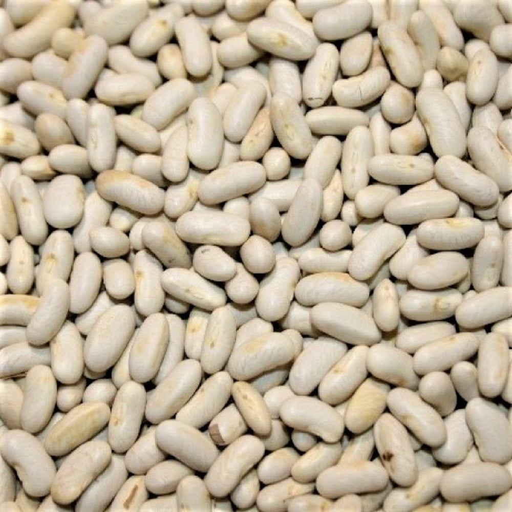 Country Creek Blue Lake Bush Bean Seeds, 100 Count, Heirloom ...