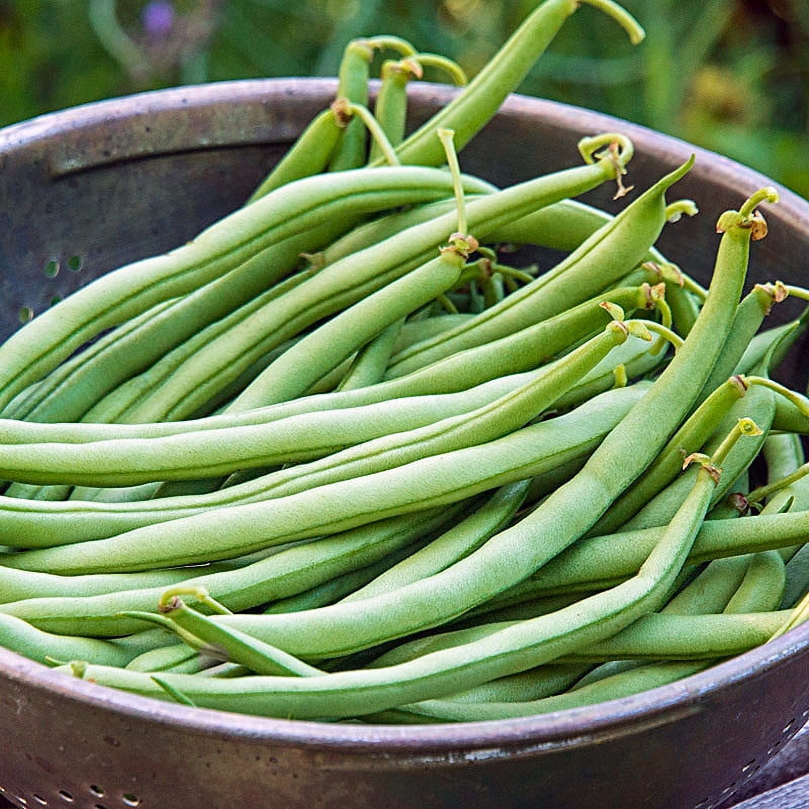 Blue Lake Bush Bean Seeds - 26 grams - Walmart.com