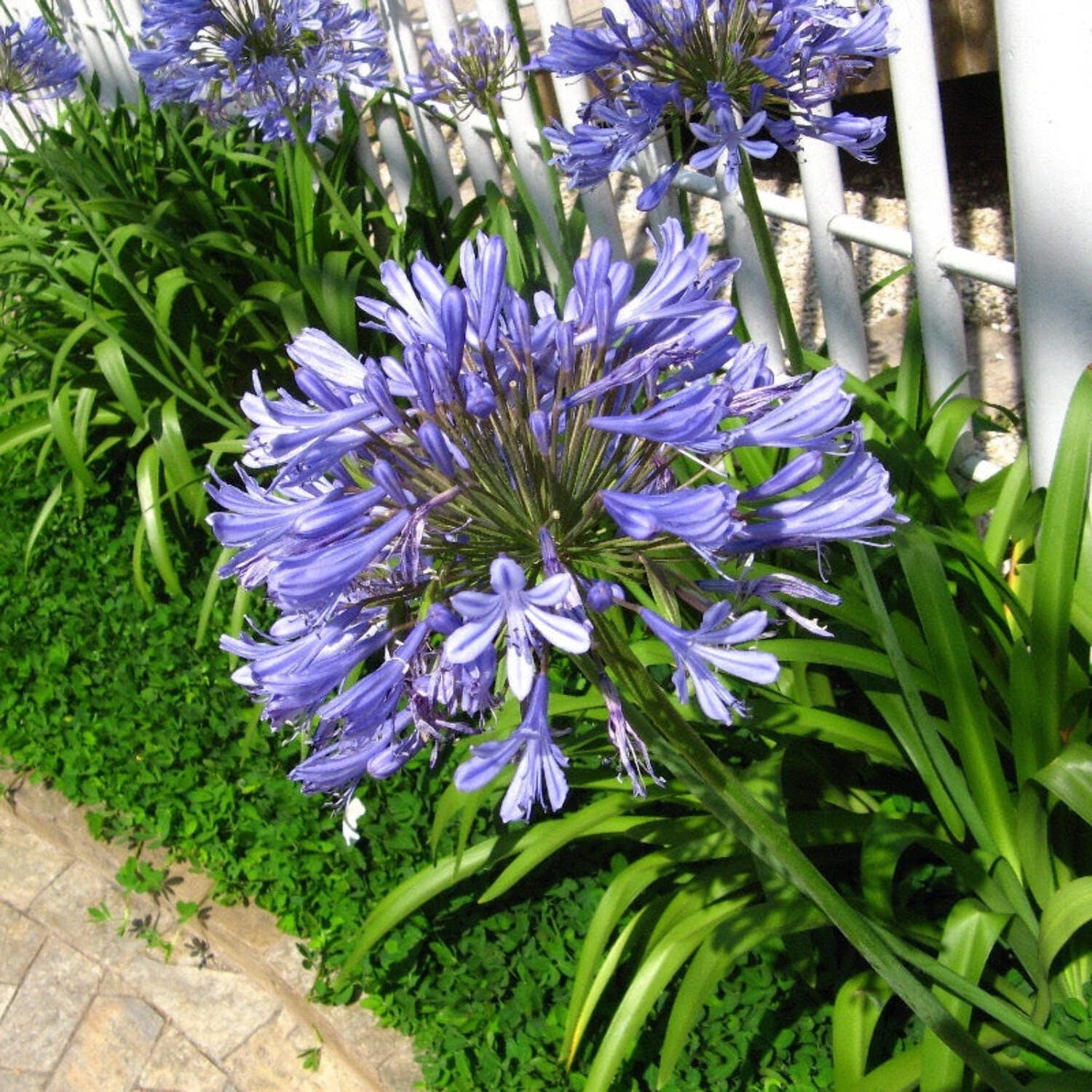 Blue Lily of the Nile - Agapanthus africanus - Walmart.com