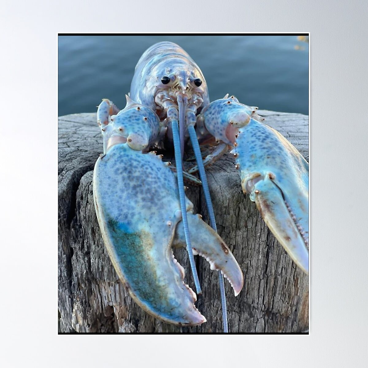 Blue Lobster Jumpscare Meme Poster Wall Art, Modern Wall Decor For ...