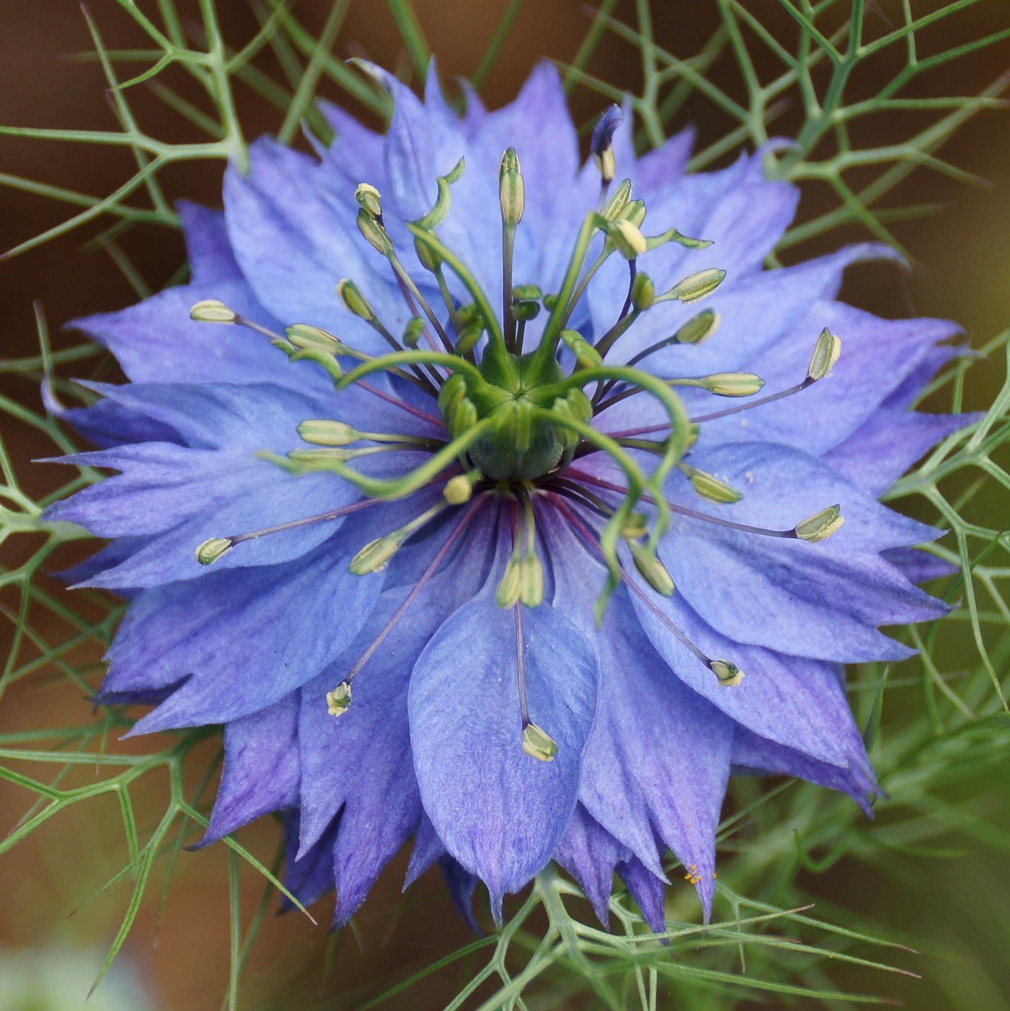 Blue Love in a Mist, Nigella Damascena Flower Seed, 200 Count, Flower ...