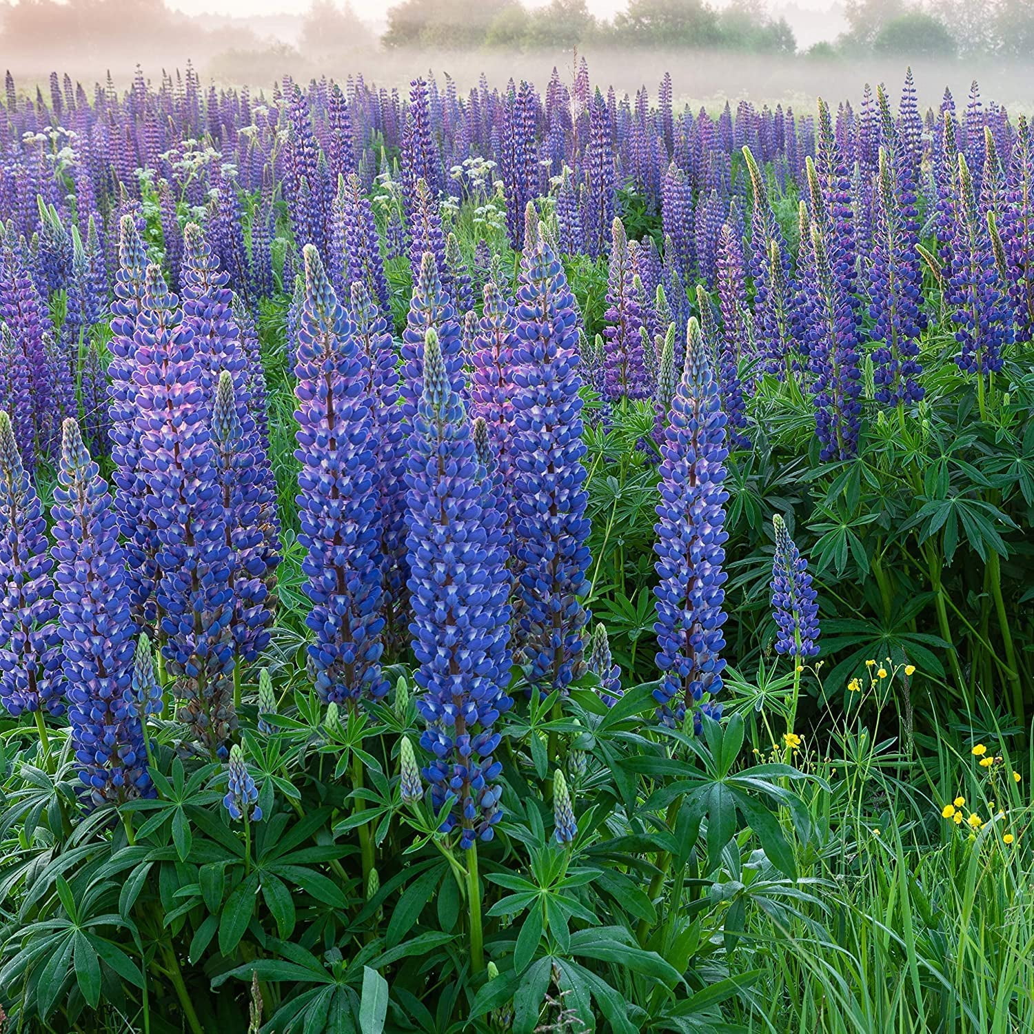 CZ Grain 200+ Blue Lupine Flower Seeds, Plant Seeds, Easy-to-Grow ...