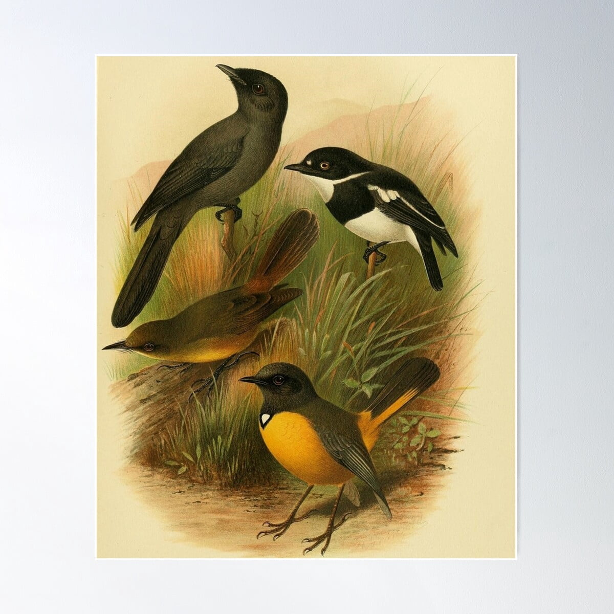 Blue-Mantled Crested Flycatcher And Friends Poster Wall Art, Modern ...