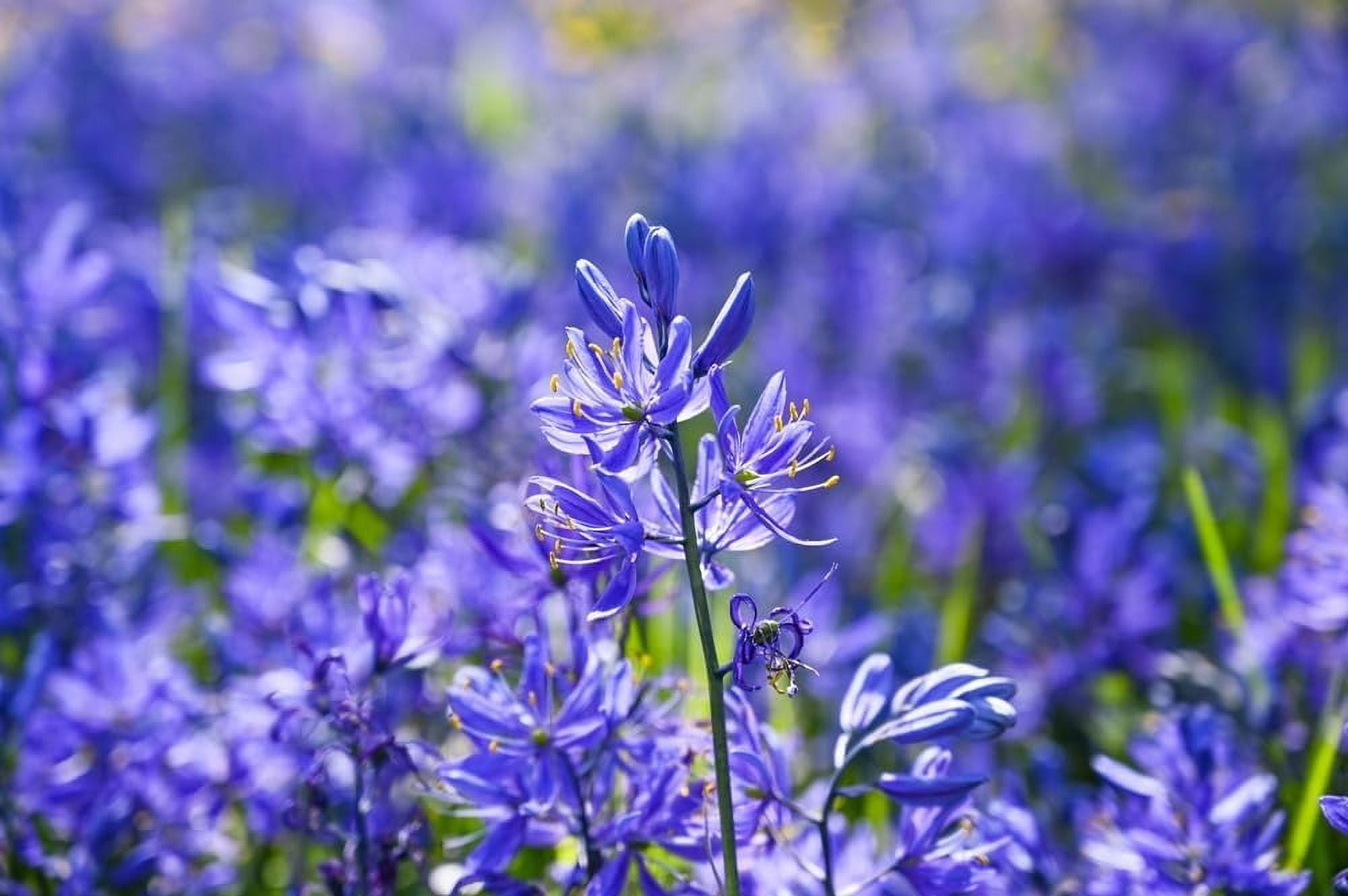 CZ Grain Blue Melody Bulbs, Camassia Quamash, Perennial Native Western ...