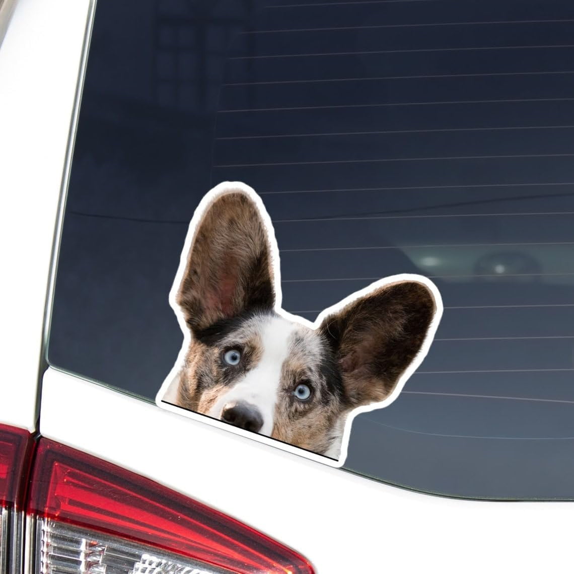 Blue Merle Corgi Car Sticker Decal, Peeking Realistic Cardigan Welsh ...