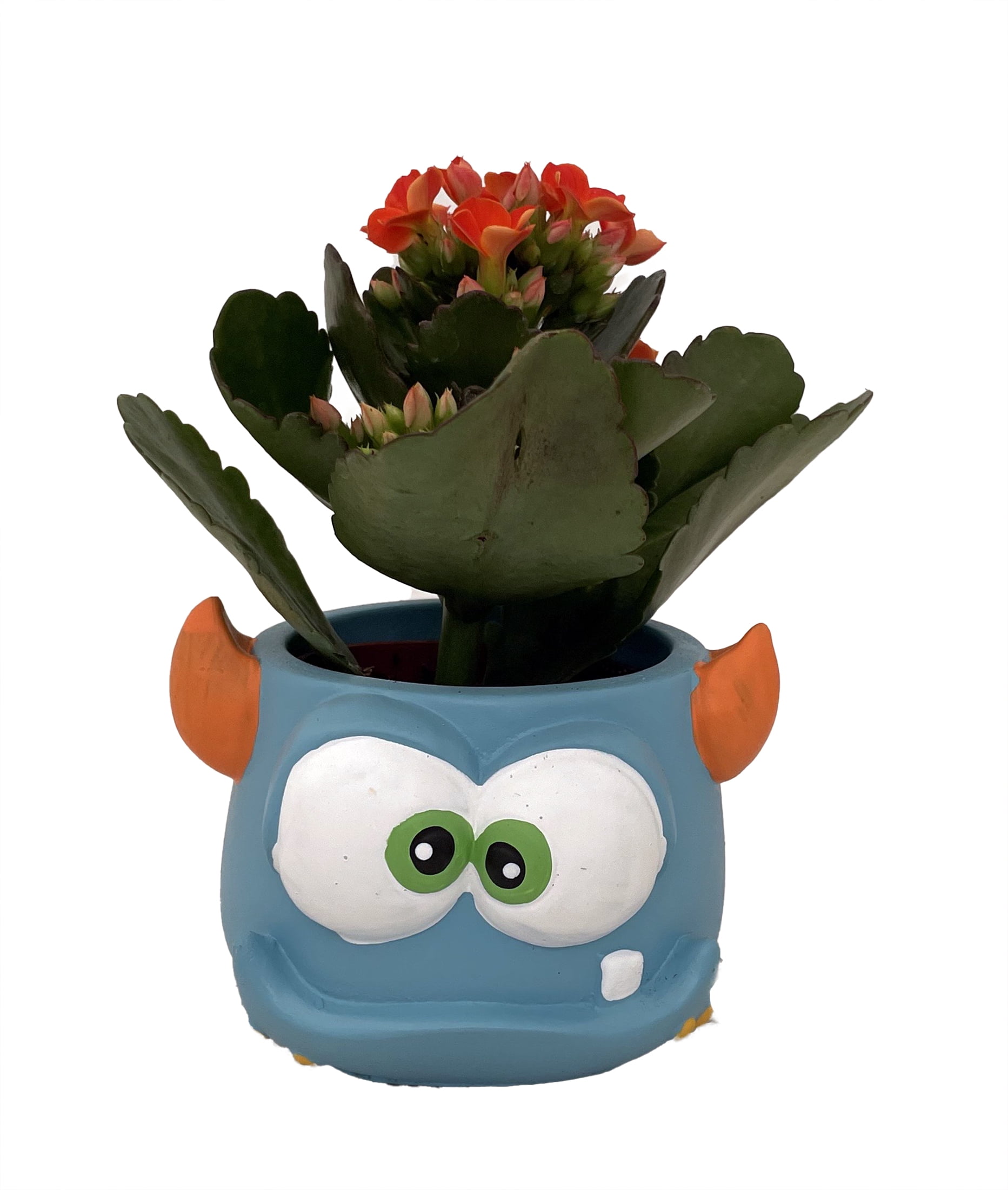 Blue Mini Monster Ceramic Planter with Kalanchoe Succulent Plant - 3 ...