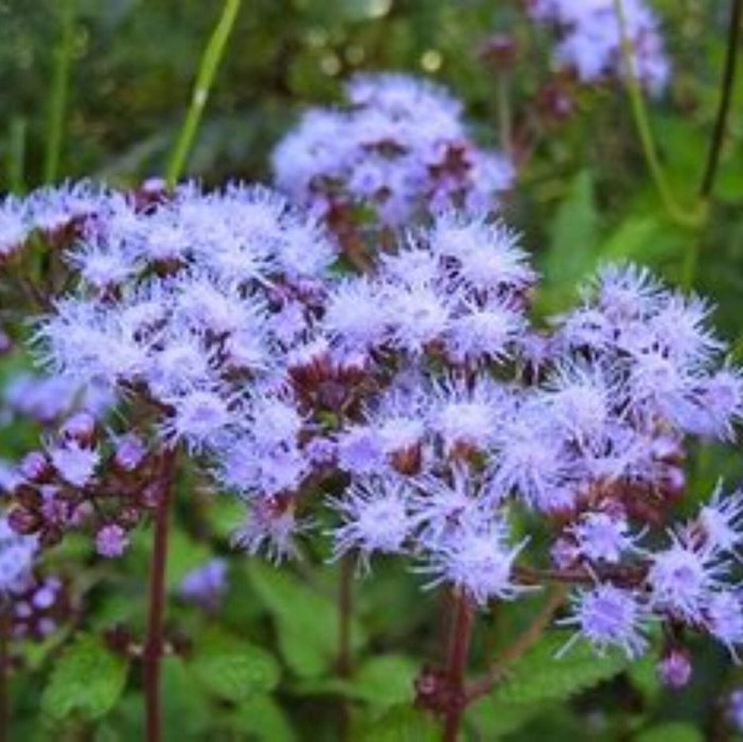100 Blue Mist Flower Seeds, Flower Seeds, Perennial - Walmart.com