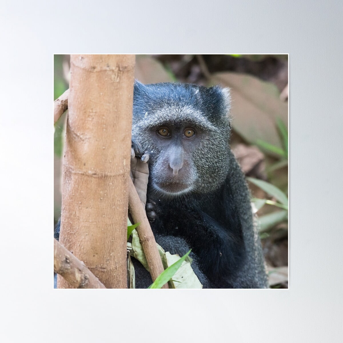 Blue Monkey Poster Wall Art, Modern Wall Decor For Living Room Bedroom ...