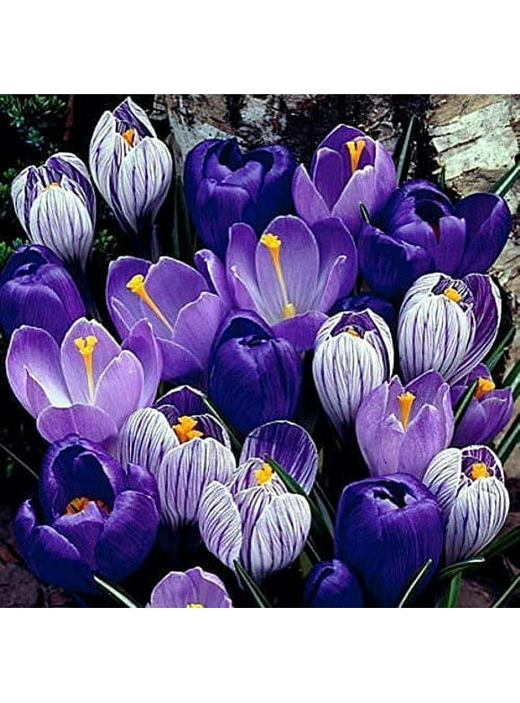 Plant Bulbs in Live Plants - Walmart.com