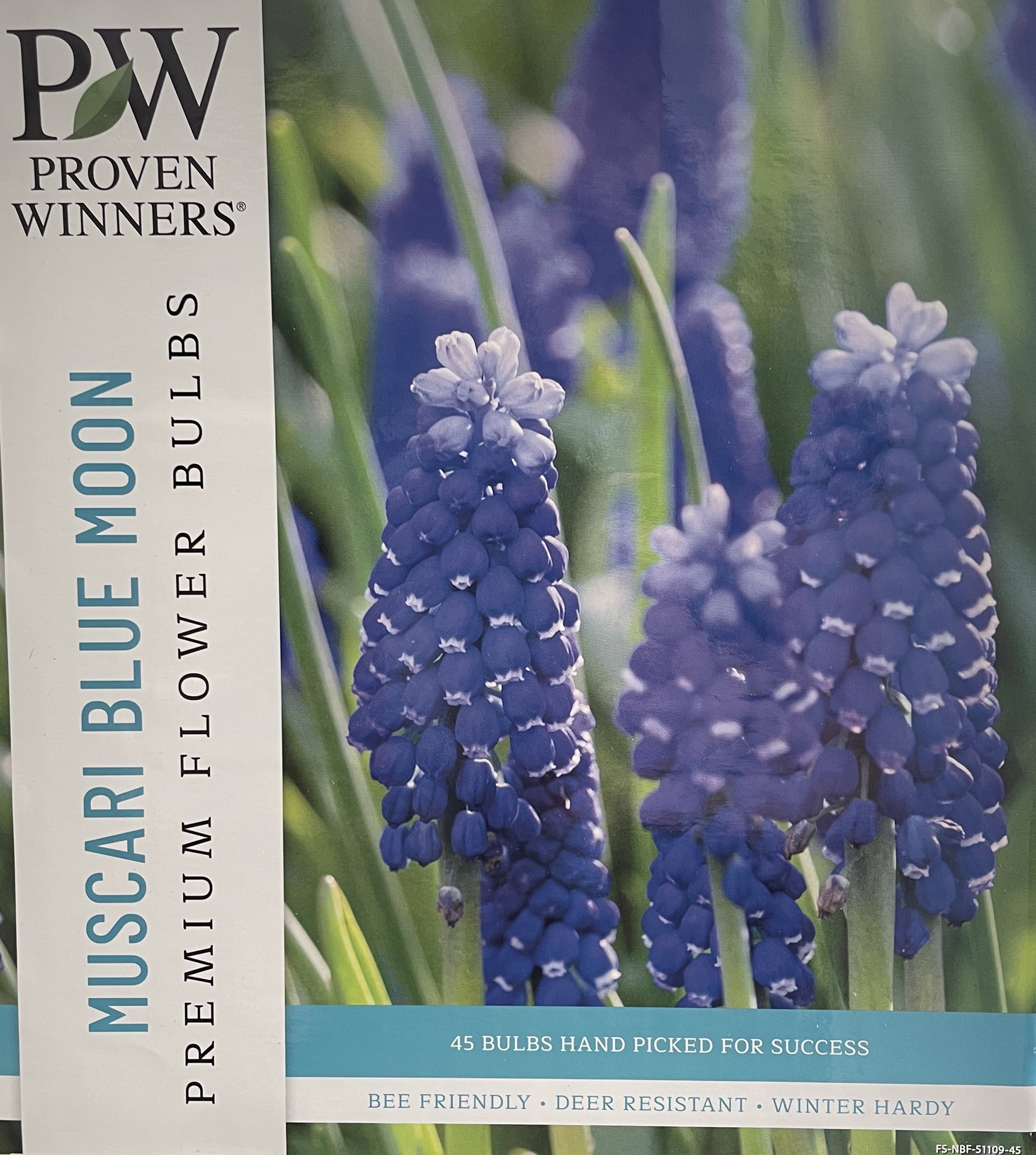 Blue Moon Grape Hyacinth 45 Bulbs - 8/9cm Bulbs - Muscari - Walmart ...