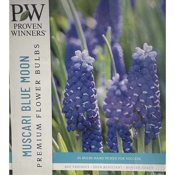 Blue Moon Grape Hyacinth 45 Bulbs - 8/9cm Bulbs - Muscari - Walmart ...