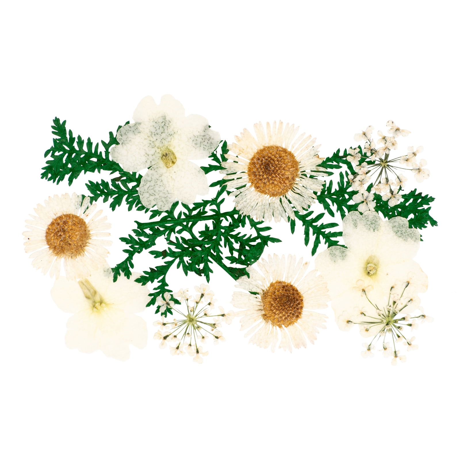 Blue Moon Studio UV Resin Craft White Dried Wildflower Mix - Walmart.com