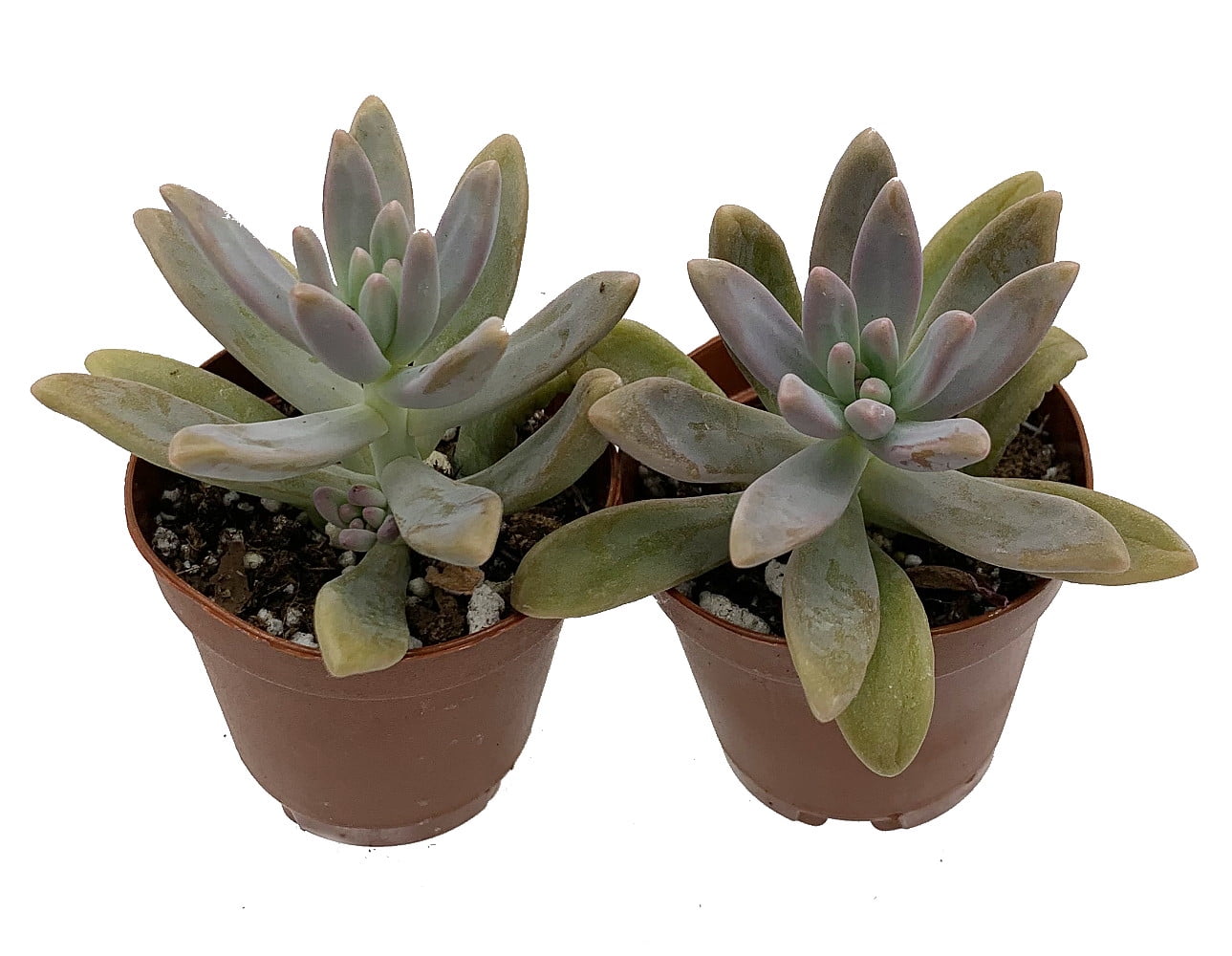 Blue Moonstone Succulent Plant - Pachyphytum - 2 Pack 2" Pots - Walmart.com