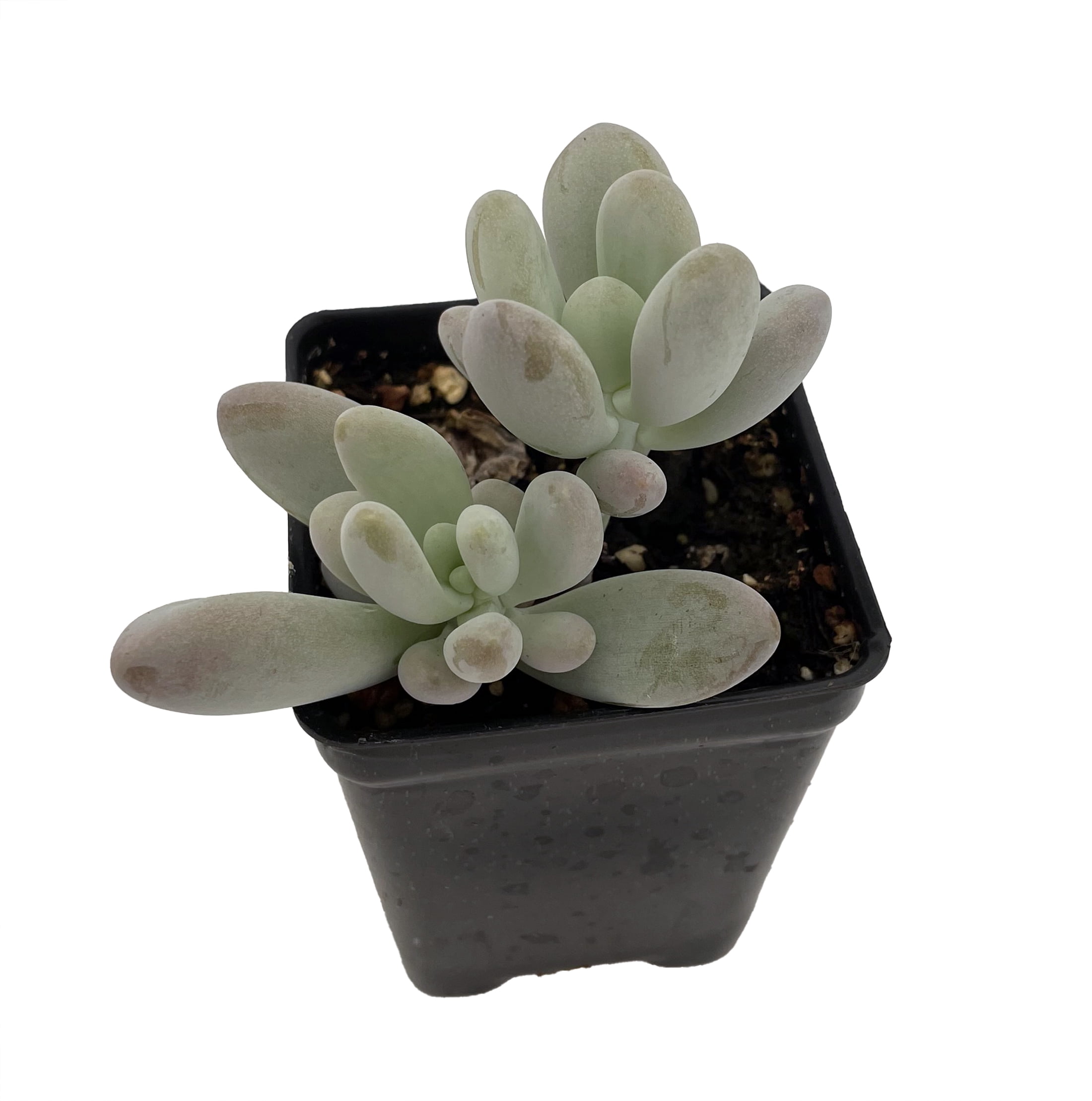 Blue Moonstone Succulent Plant - Pachyveria - 2.5" Pot - Walmart.com