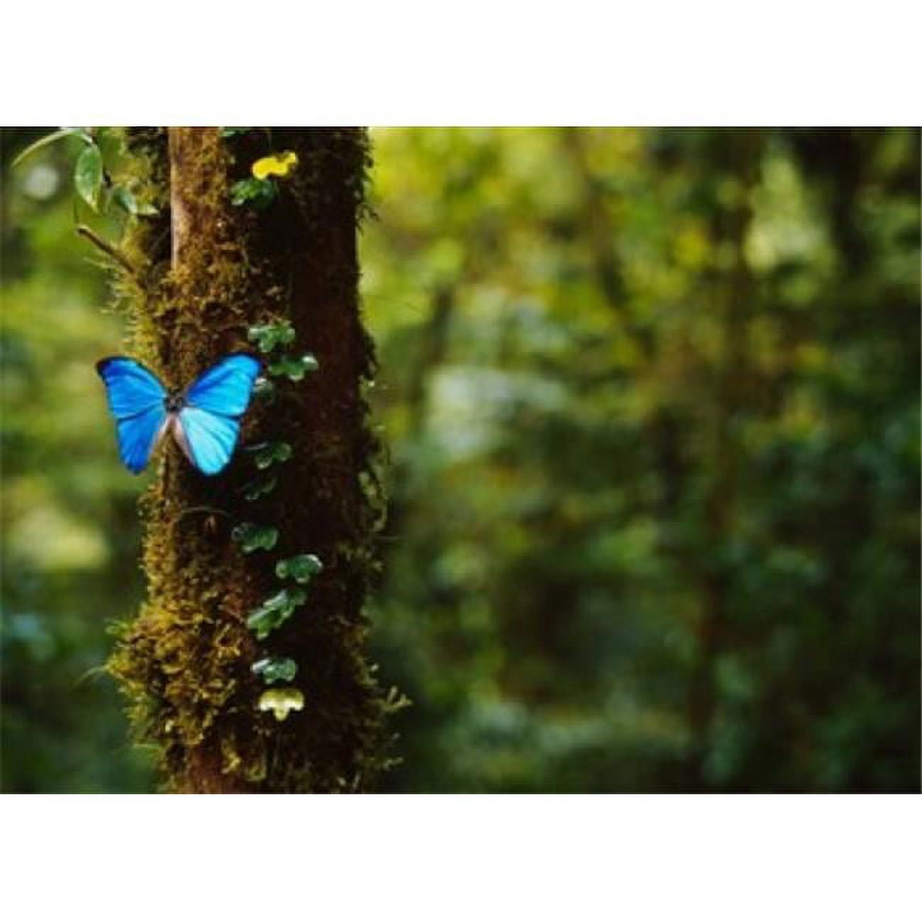 Blue Morpho Butterfly Costa Rica Poster Print by , 17 x 12 - Walmart.com
