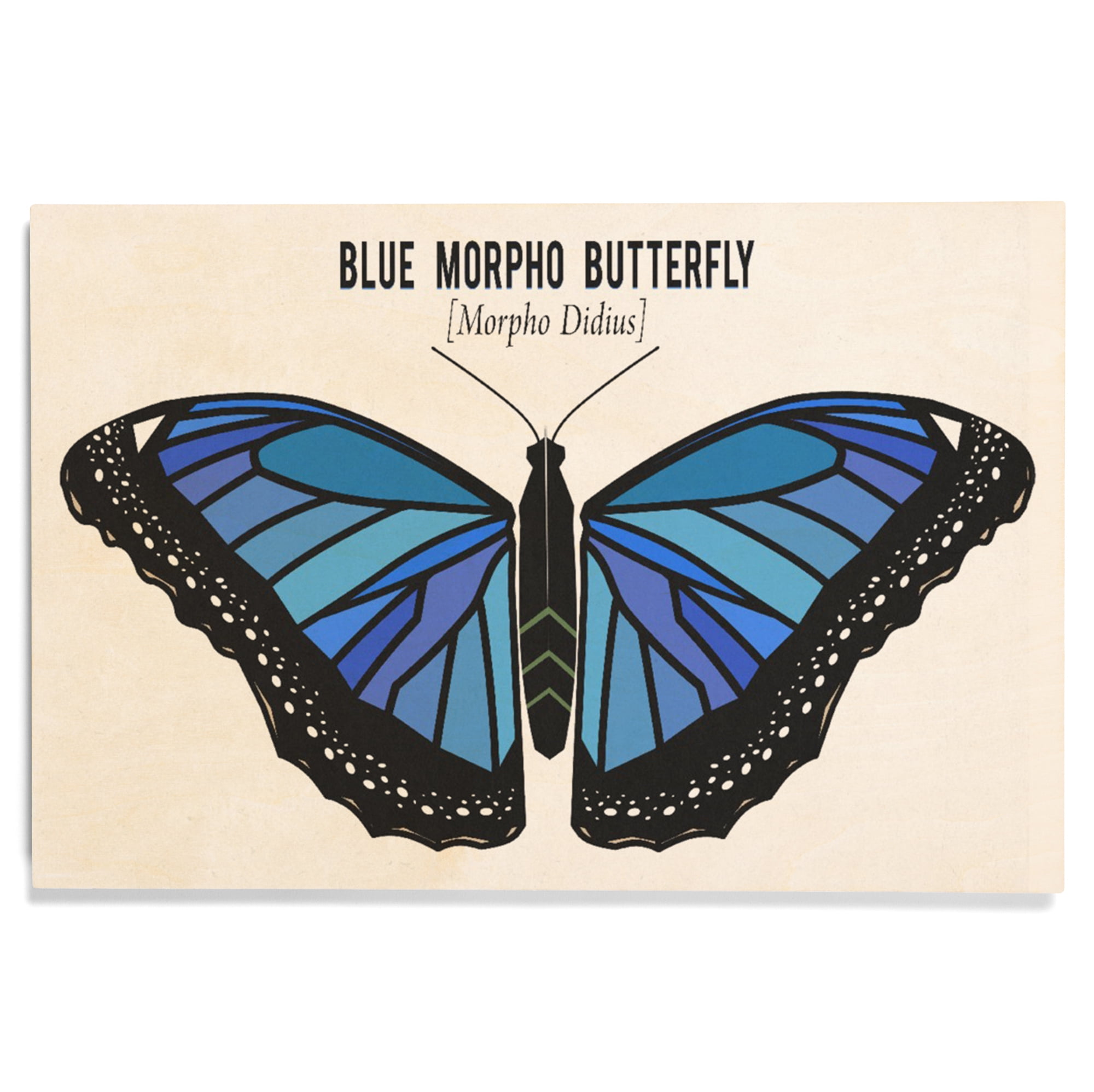 Blue Morpho Butterfly, Specimen Birch Wood Wall Sign (12x18 Rustic Home ...