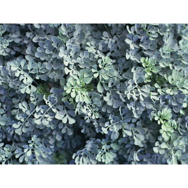 Blue Mound Rue Herb Plant- 4 Plants-2.5" Pots - Walmart.com