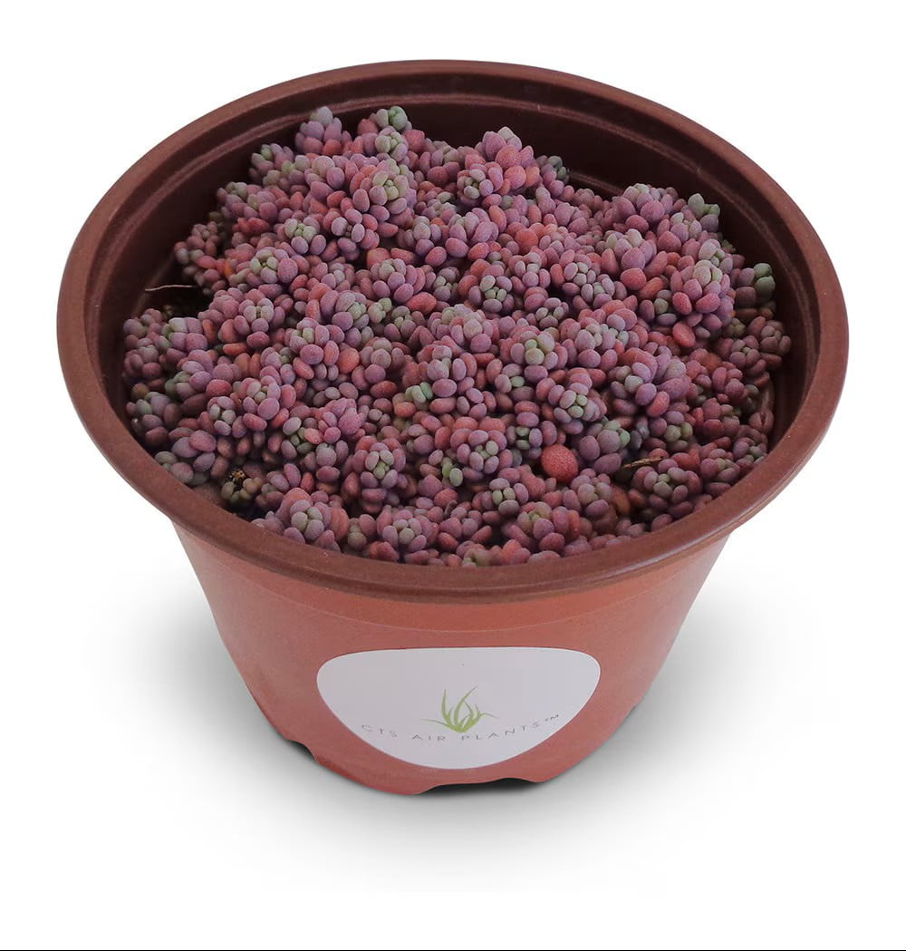 Blue Mound Sedum Cluster Sedum Dasyphyllum Minor Succulents, 4" Pot ...