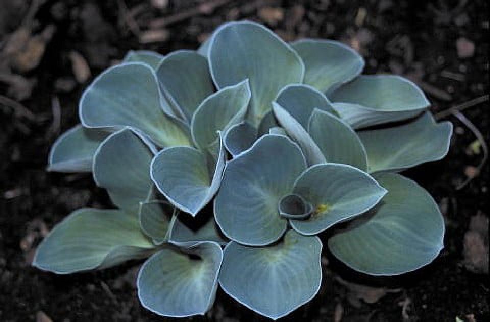 Blue Mouse Ears Hosta - 2008 Hosta of the Year - Dwarf - Quart Pot ...