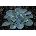 Blue Mouse Ears Hosta - 2008 Hosta of the Year - Dwarf - Quart Pot ...
