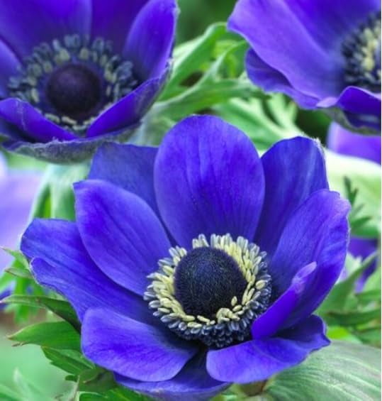 CZ Grain Blue Anemone Bulbs, Easy to Grow Perennial Windflower ...
