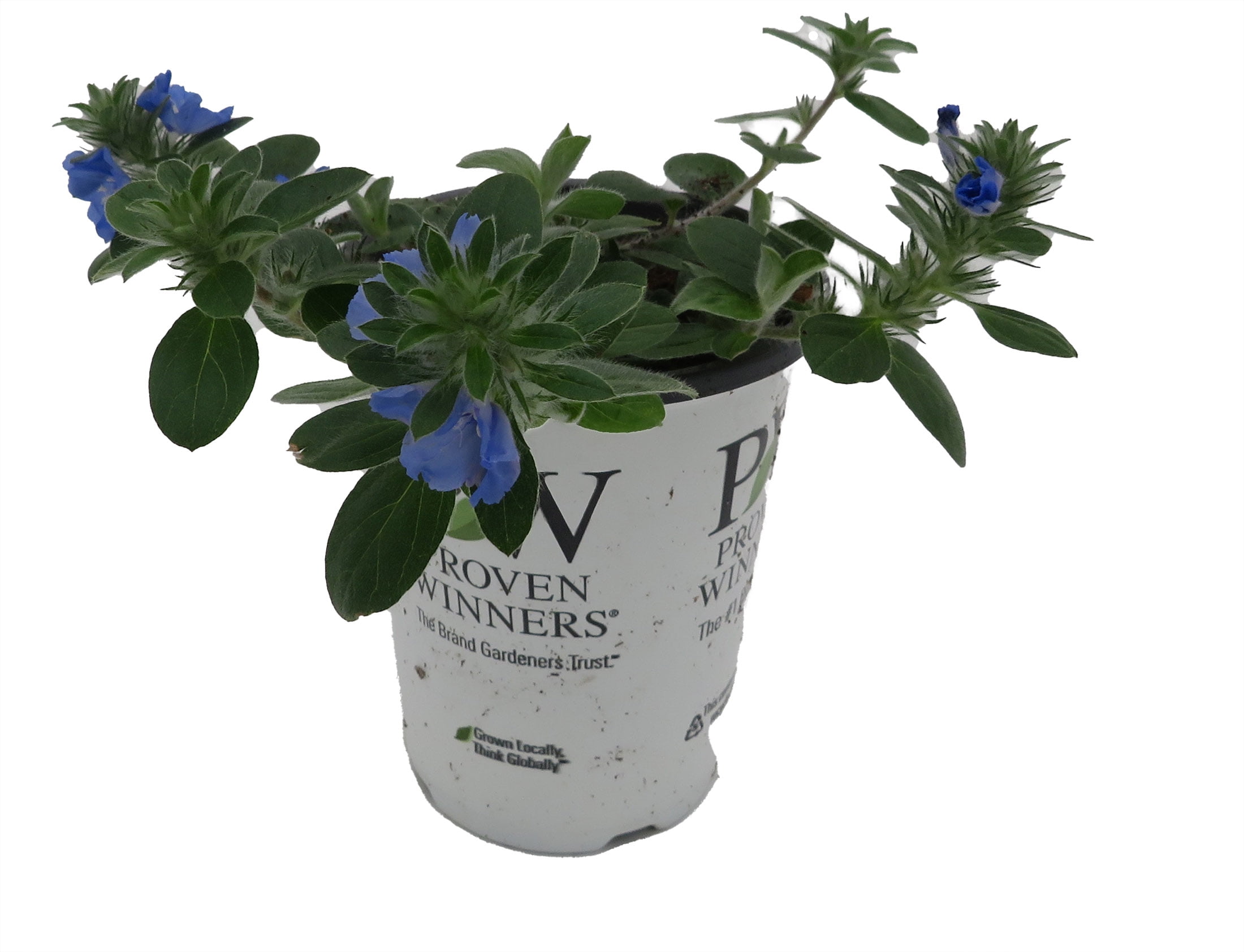 Blue My Mind Dwarf Morning Glory - Evolvulus hybrid - 4.25" pot ...