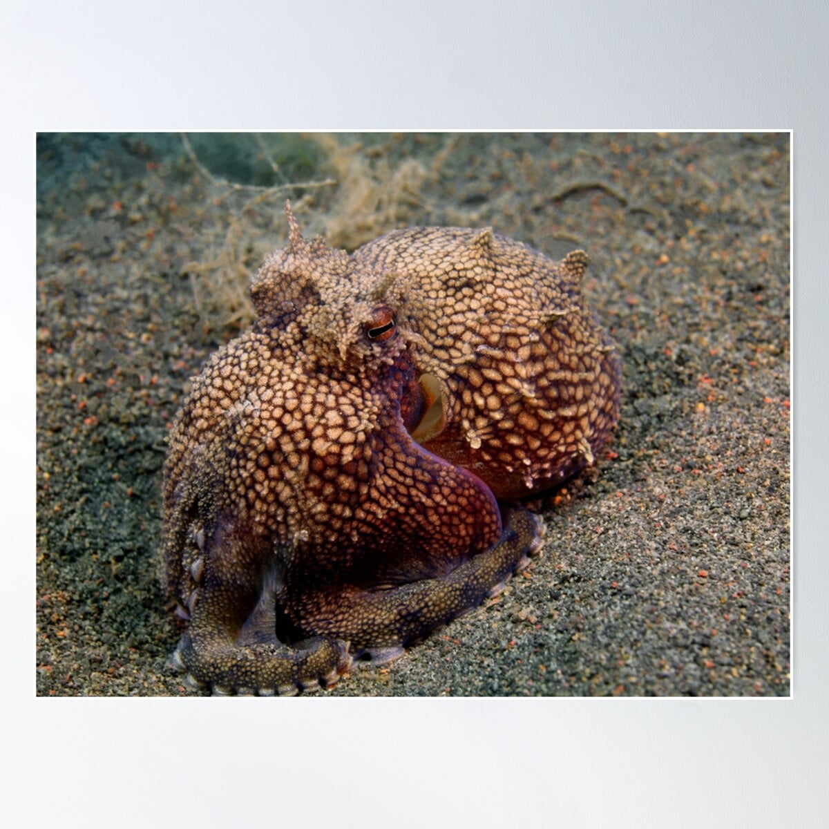 Blue Ocean Sea Monster Octopus Underwater Scuba Diving Oceanography ...