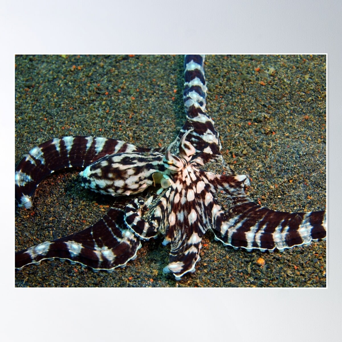 Blue Ocean Sea Monster Poisonous Octopus Underwater Scuba Diving ...