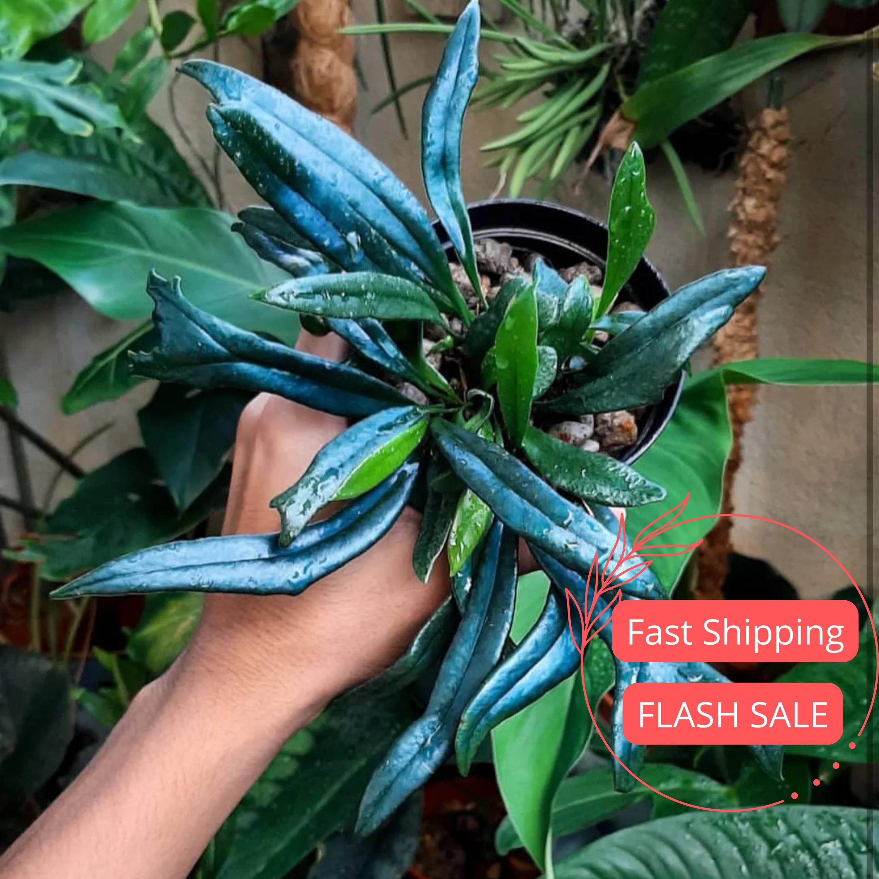 Blue Oil Fern Live Plant | Microsorum Thailandicum Tropical Fern ...