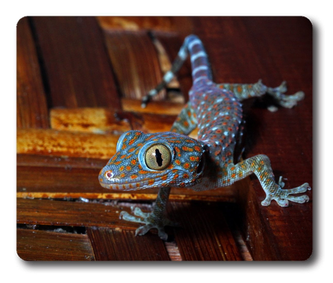 Blue Oranged Spotted Lizard Gecko Reptile Mouse pads Gaming Mouse Pad 9 ...