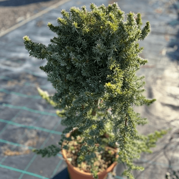 Blue Pacific' Creeping Shore Juniper 3 Gallon - Walmart.com