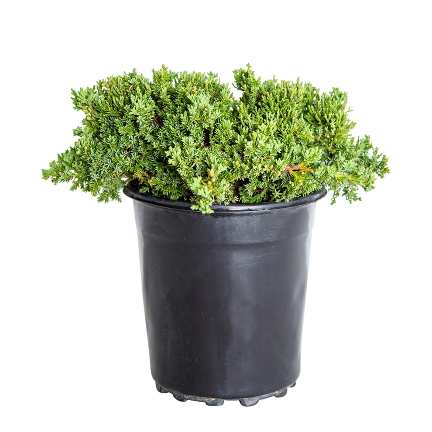 Blue Pacific Juniper (2.5 Quart) Low-Growing Evergreen Groundcover ...