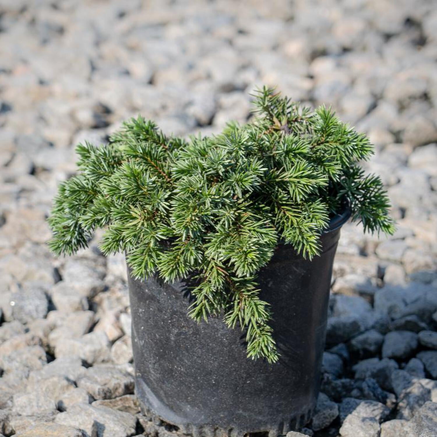 Blue Pacific Shore Juniper - 1 Gallon Pot, Live Coniferous Shrub ...