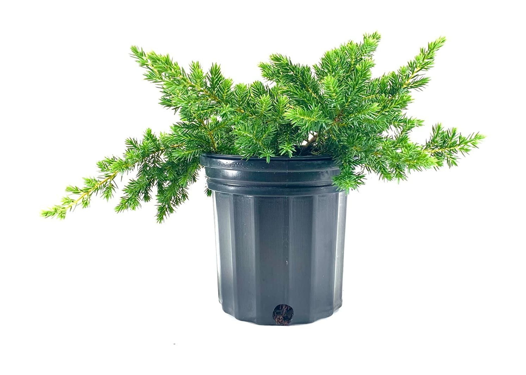 Blue Pacific Shore Juniper 1 Live Gallon Size Plant Juniperus Conferta ...