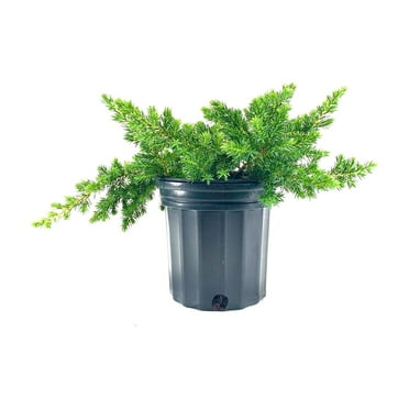 Blue Pfitzer Juniper 3 Live Gallon Size Plants Juniperus Chinensis ...