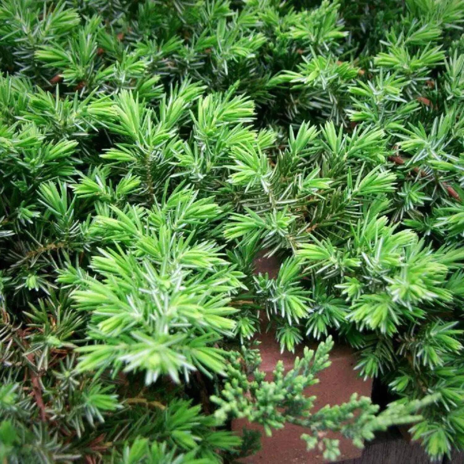 Blue Pacific Shore Juniper - 3 Gallon Pot, Live Coniferous Shrub ...