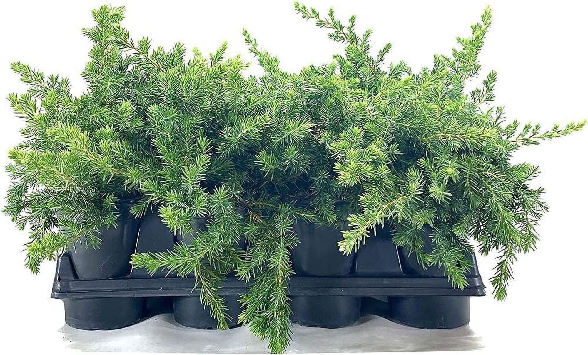 Blue Pacific Shore Juniper | Live Quart Size Plants | Juniperus ...