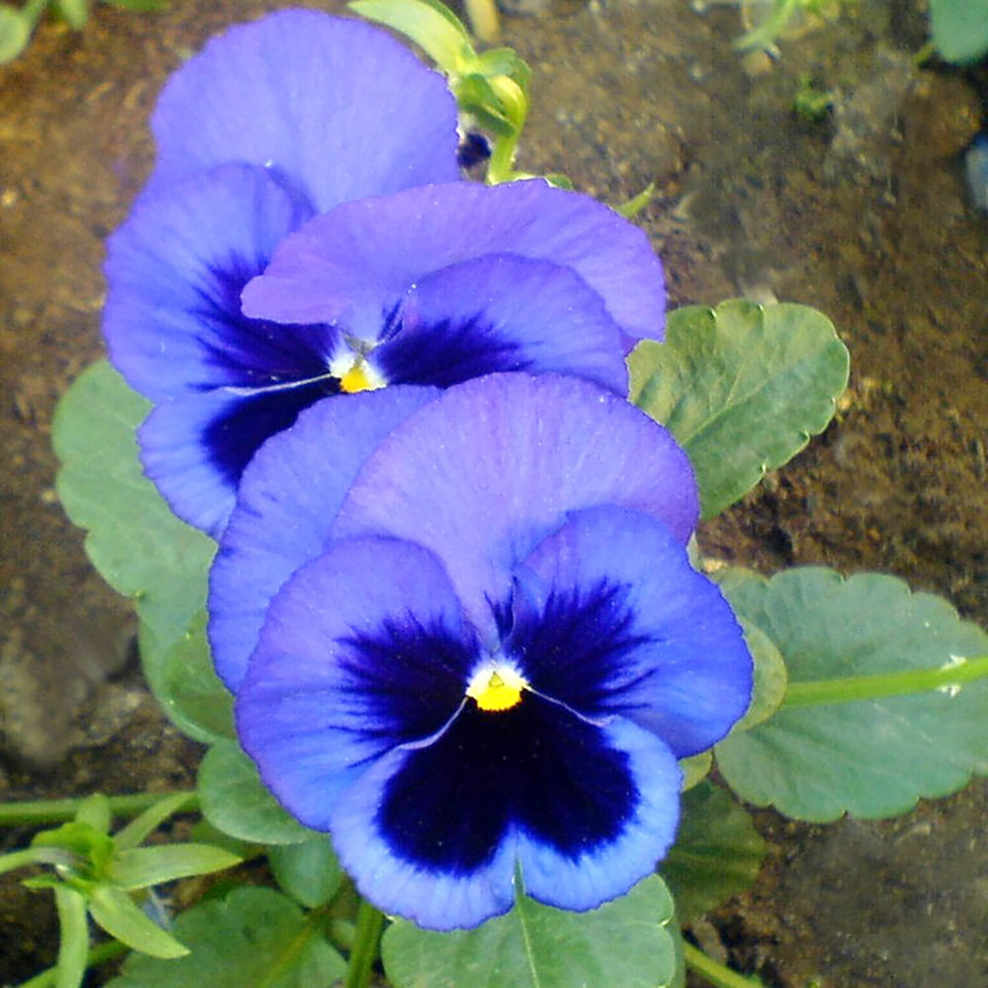 Blue Pansy Seeds Deer Resistant Fragrant Perennial MHD1Low Maintenance ...