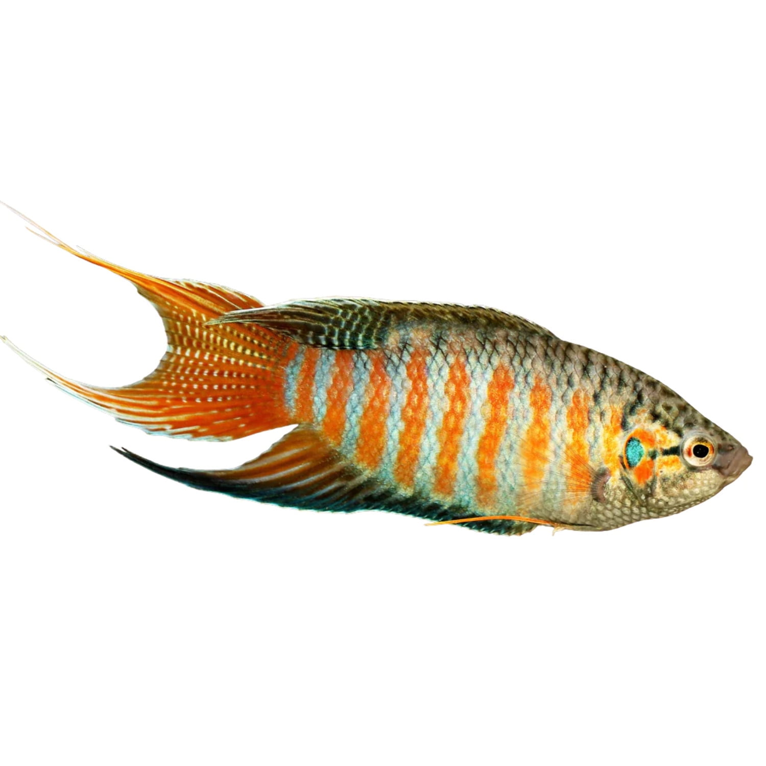 Fish Gourami