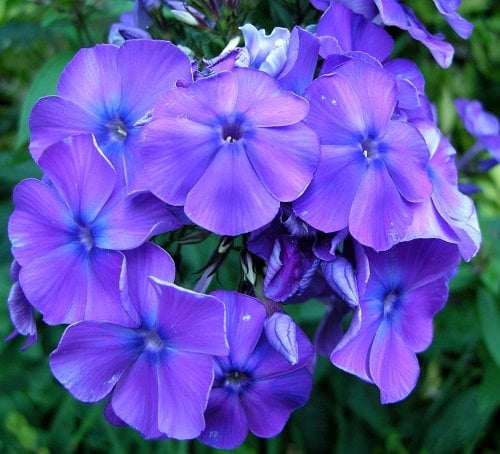 Phlox Paniculata Blue Paradise
