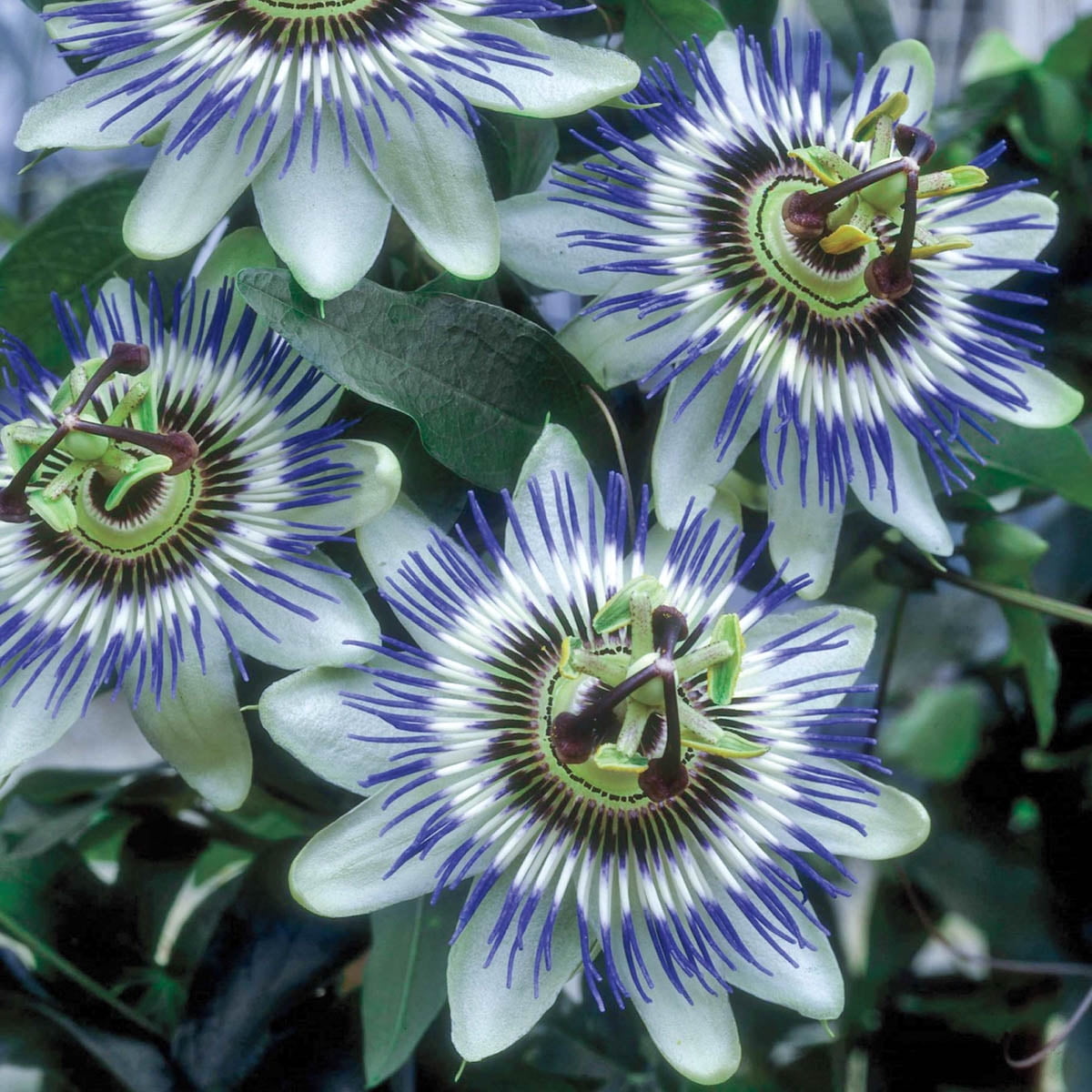 Blue Passion Flower Passiflora Tropical Vine Bare Root Starter Plant (1 ...