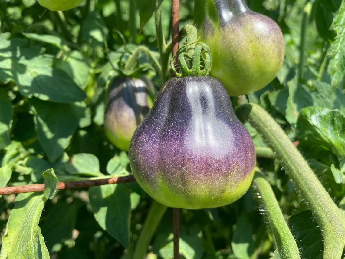 Blue Pear Tomato Premium Seed Packet - Walmart.com