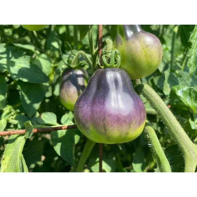 Blue Pear Tomato Premium Seed Packet - Walmart Business Supplies