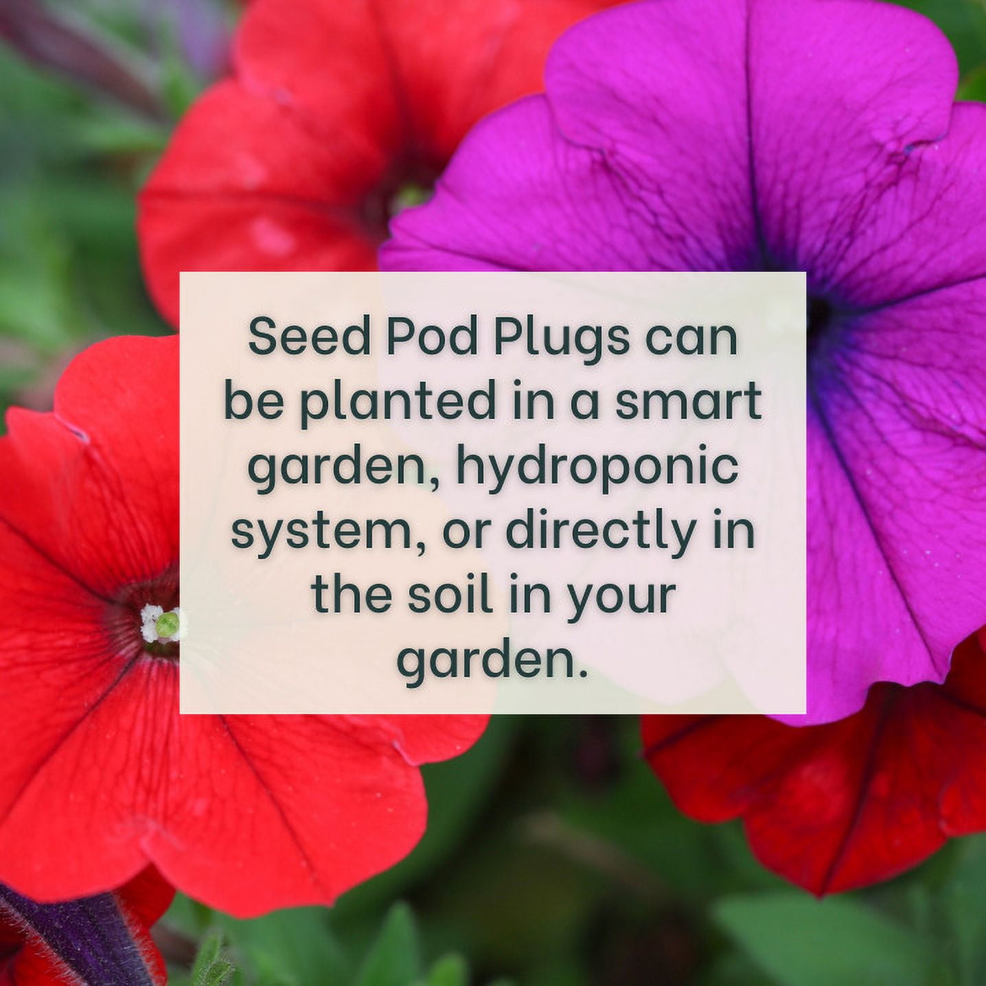 Blue Petunia Complete Seed Pods w Plant Food for Click & Grow & Outdoor ...