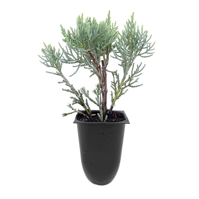 Blue Pfitzer Juniper - 10 Live Plants - Juniperus Chinensis - Drought ...