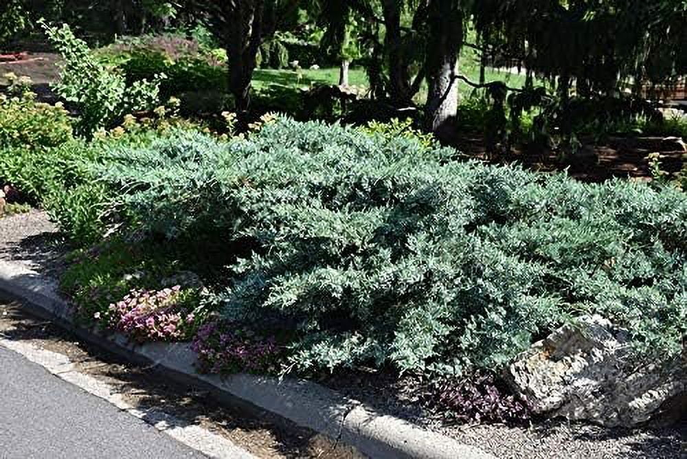 Blue Pfitzer Juniper 10 Live Plants Juniperus Chinensis Drought ...
