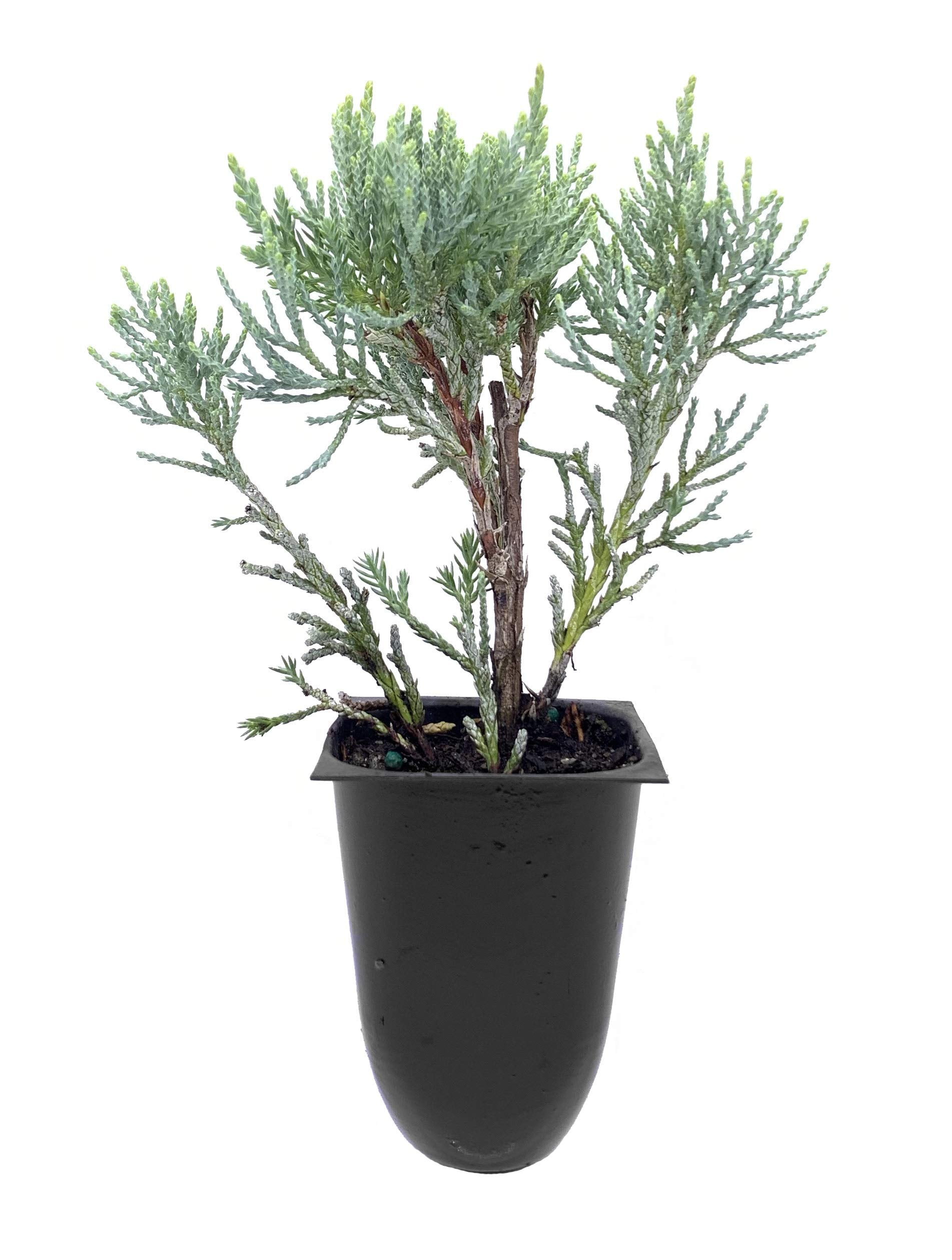 Blue Pfitzer Juniper - 15 Live Plants - Drought Tolerant Cold Hardy ...