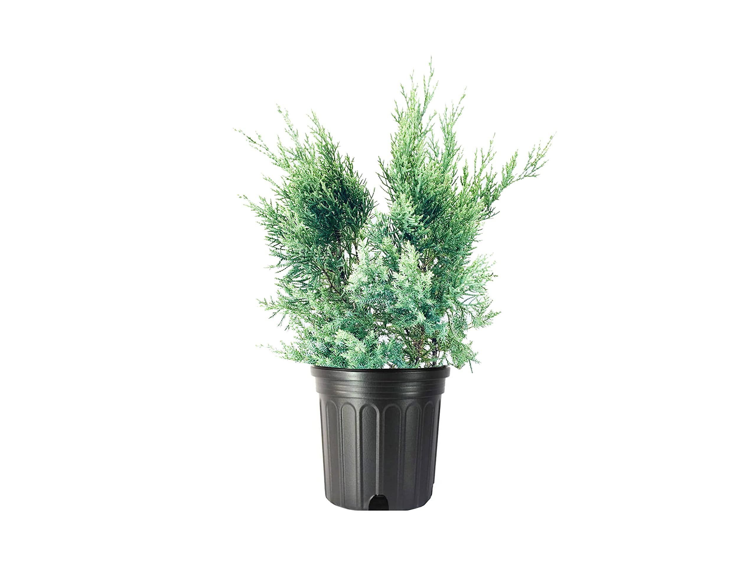 Blue Pfitzer Juniper 2 Live Gallon Size Plants Juniperus Chinensis ...