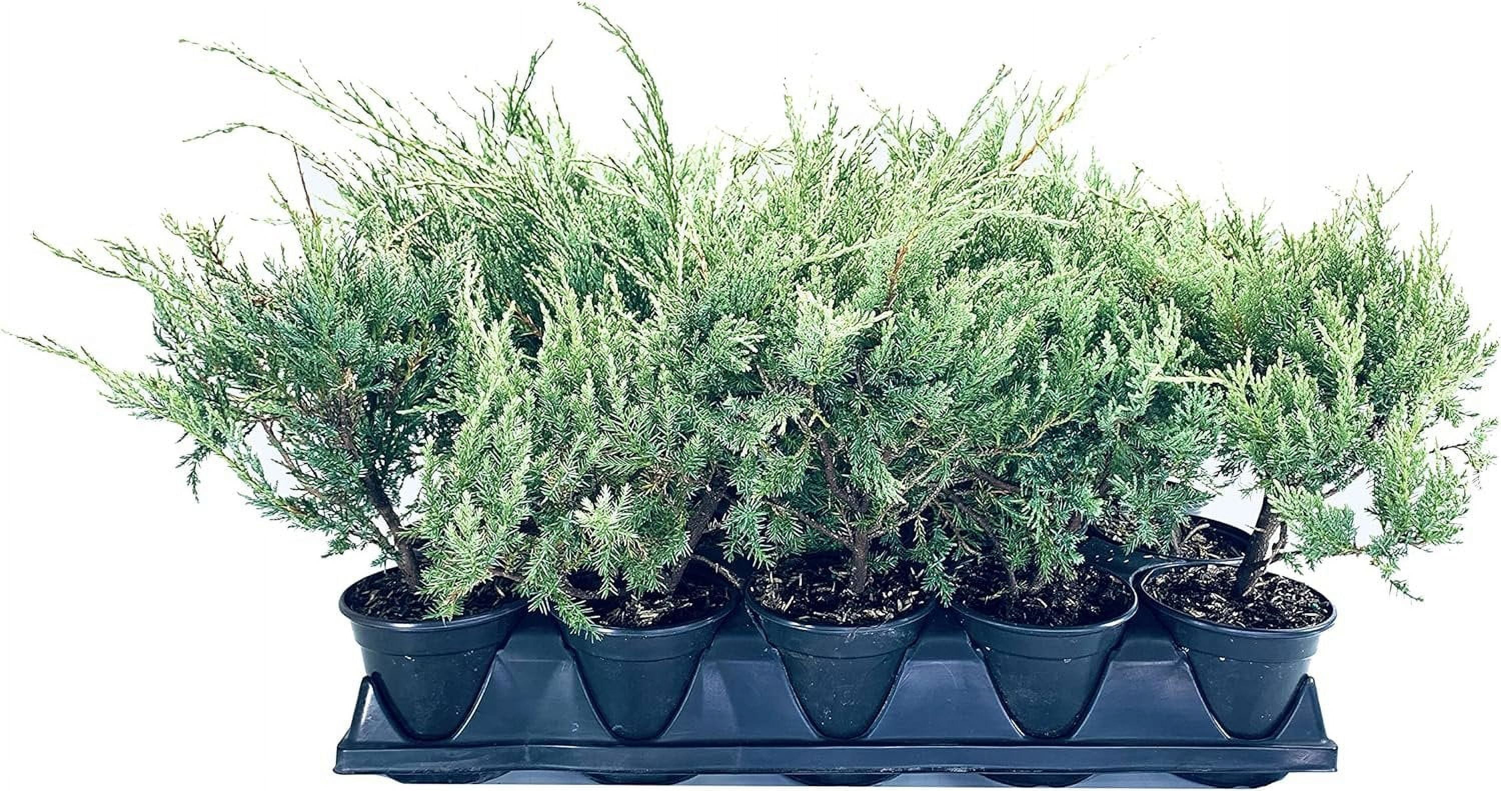 Blue Pfitzer Juniper 3 Live 4 Inch Pots Juniperus Chinensis Drought ...