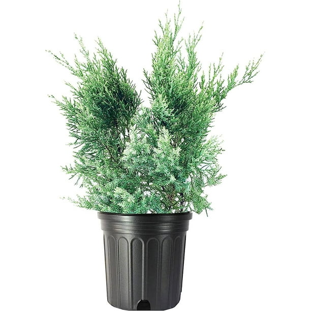 Blue Pfitzer Juniper 3 Live Gallon Size Plants Juniperus Chinensis ...